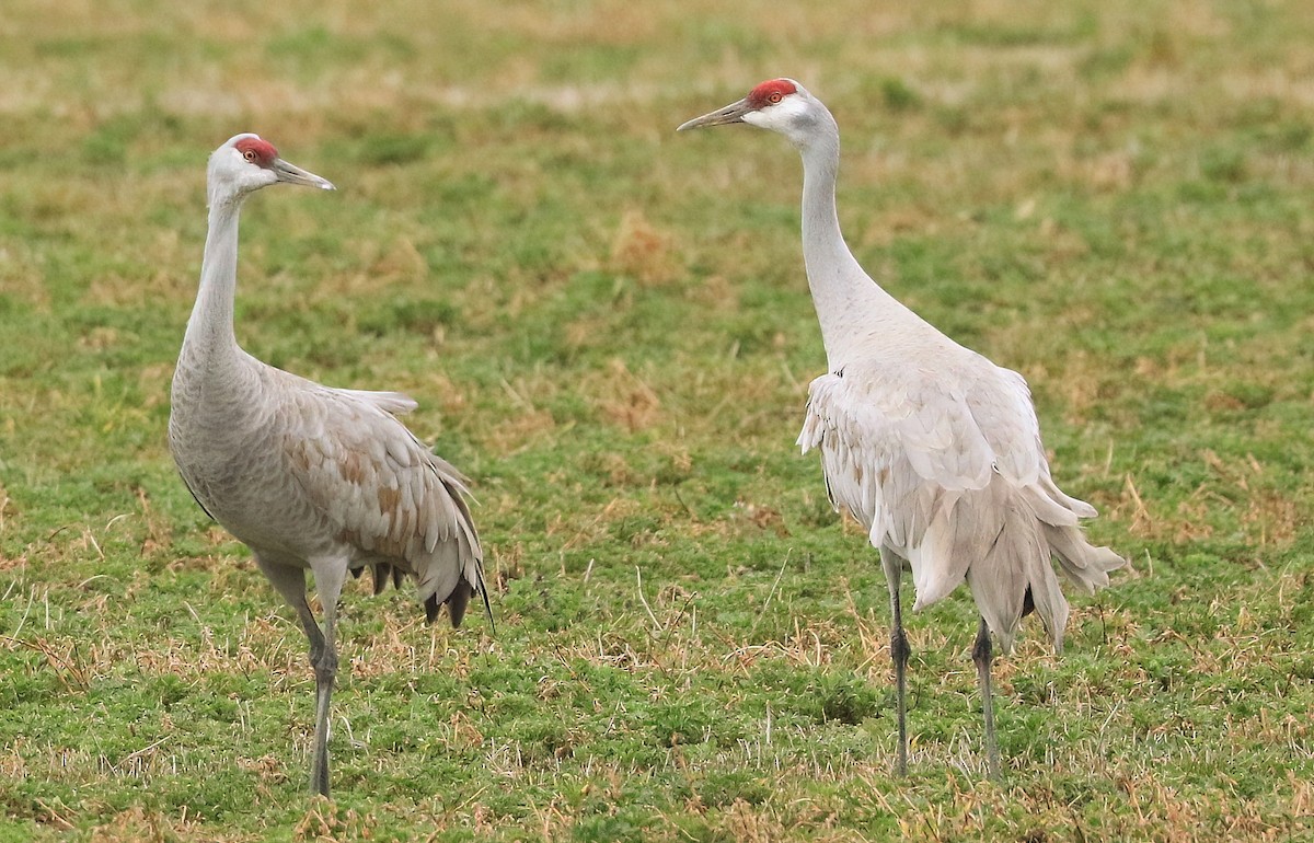 eBird Checklist - 16 Mar 2025 - 76102–76120 Rosenberg Rd, Echo US-OR 45 ...