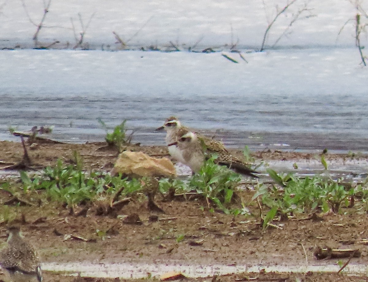 eBird Checklist - 16 Mar 2025 - Tennessee NWR--Duck River Unit - 74 species