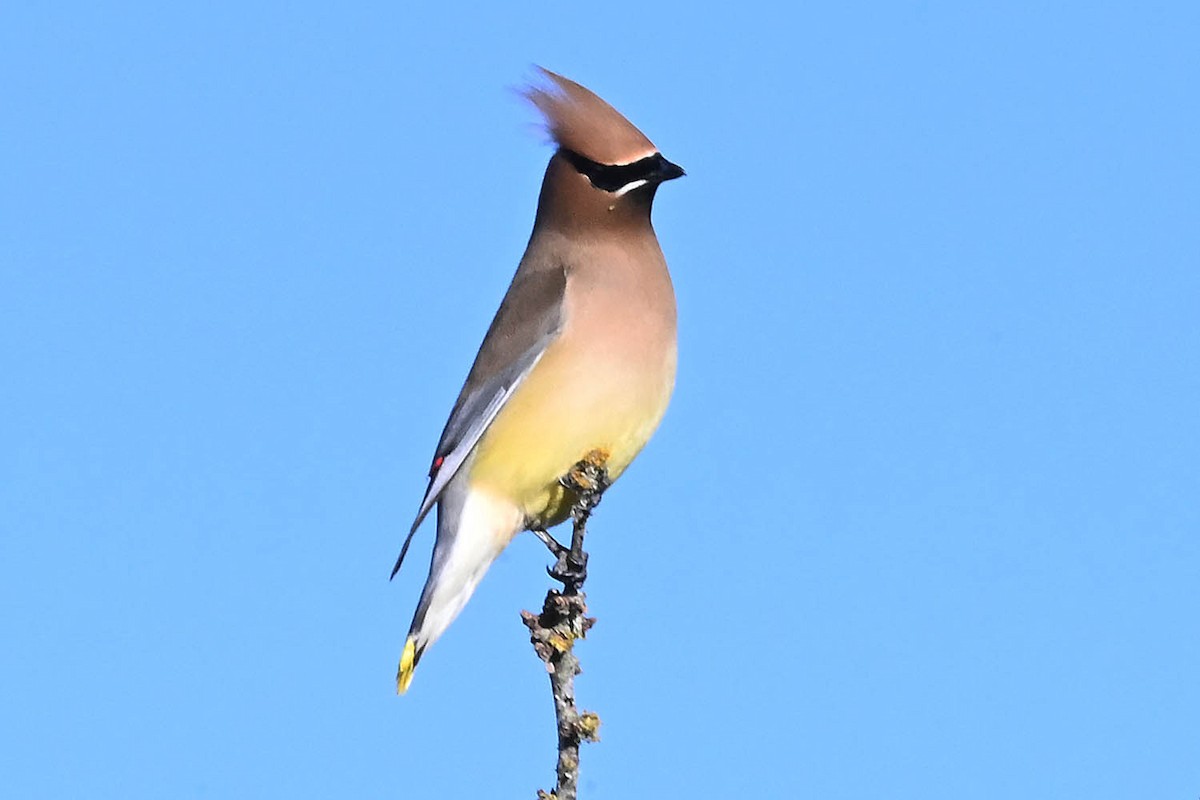 eBird Checklist - 16 Mar 2025 - 4342 Graham Road North, College Station ...