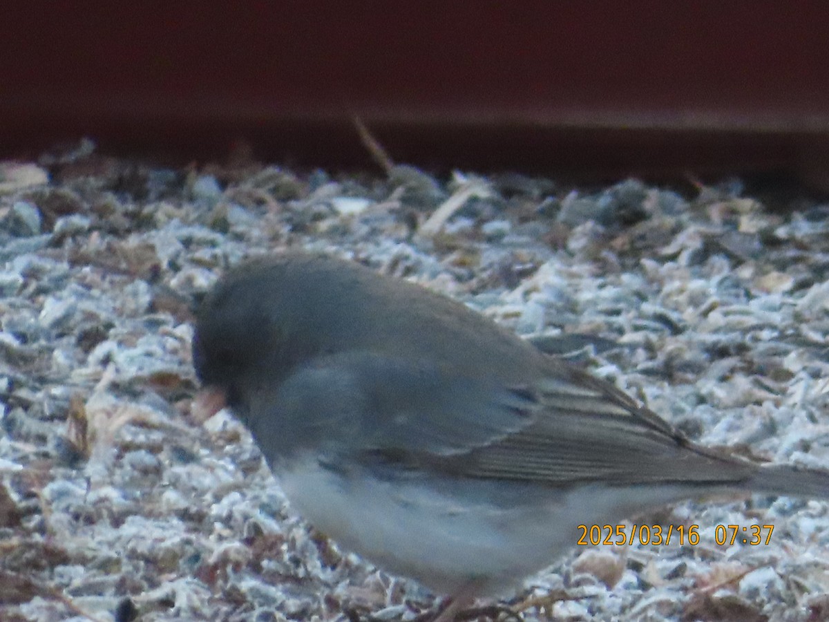 ML632242794 - Dark-eyed Junco (Slate-colored) - Macaulay Library