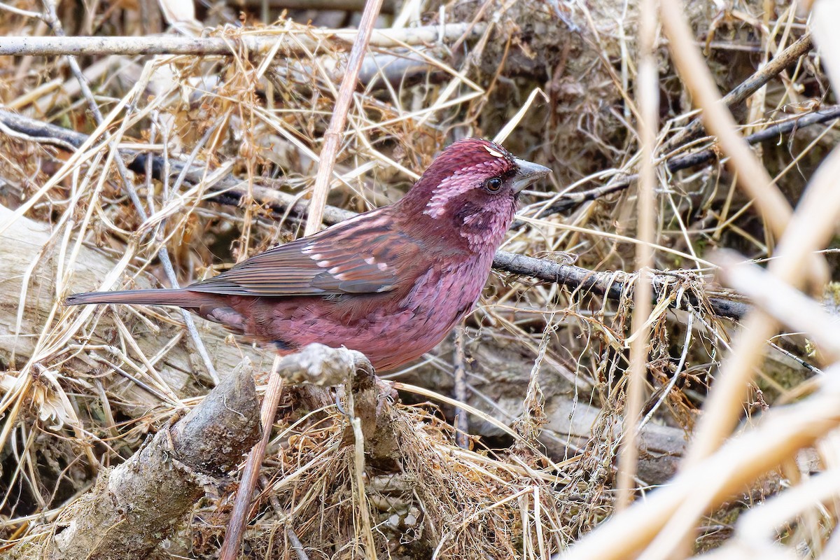 ML632244670 - Spot-winged Rosefinch - Macaulay Library