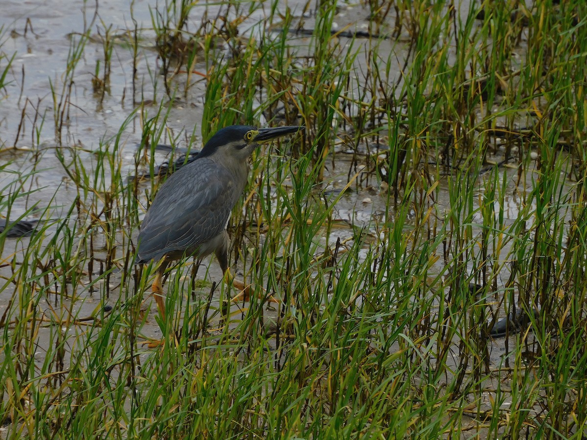 ML632245078 - Striated Heron - Macaulay Library