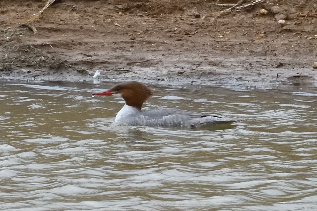 Pennsylvania Bird Atlas Checklist - 16 Mar 2025 - Newburg Rd. Retention Ponds - 6 species
