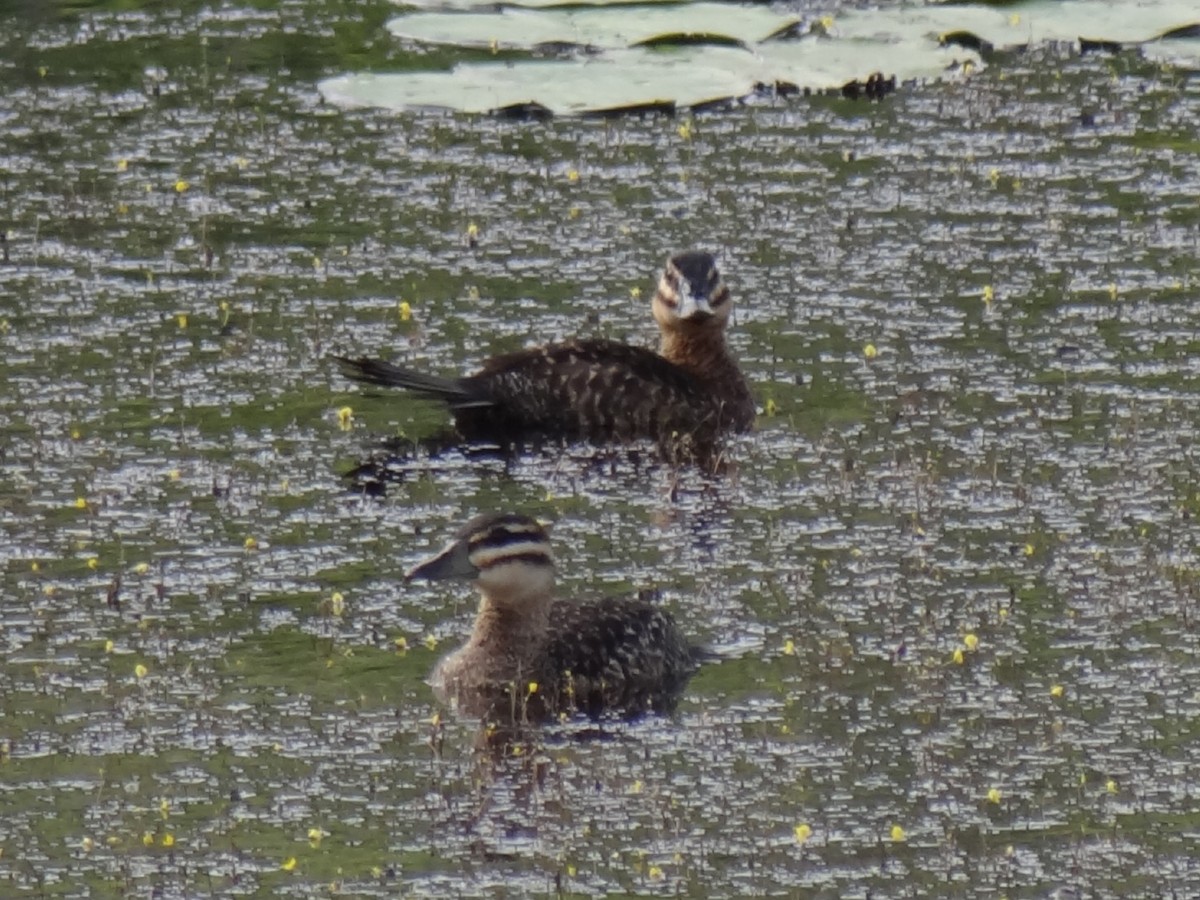 ML632249785 - Masked Duck - Macaulay Library
