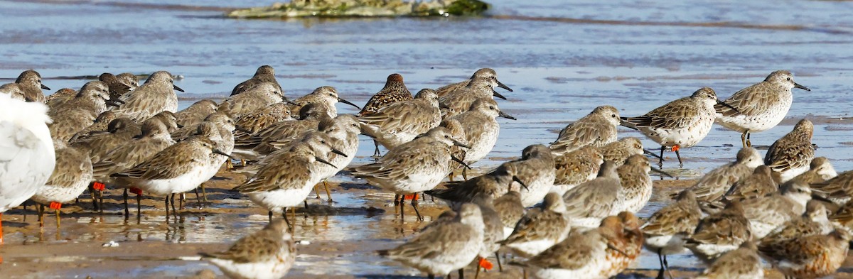 eBird Checklist - 17 Mar 2025 - Stockyard Point - 18 species