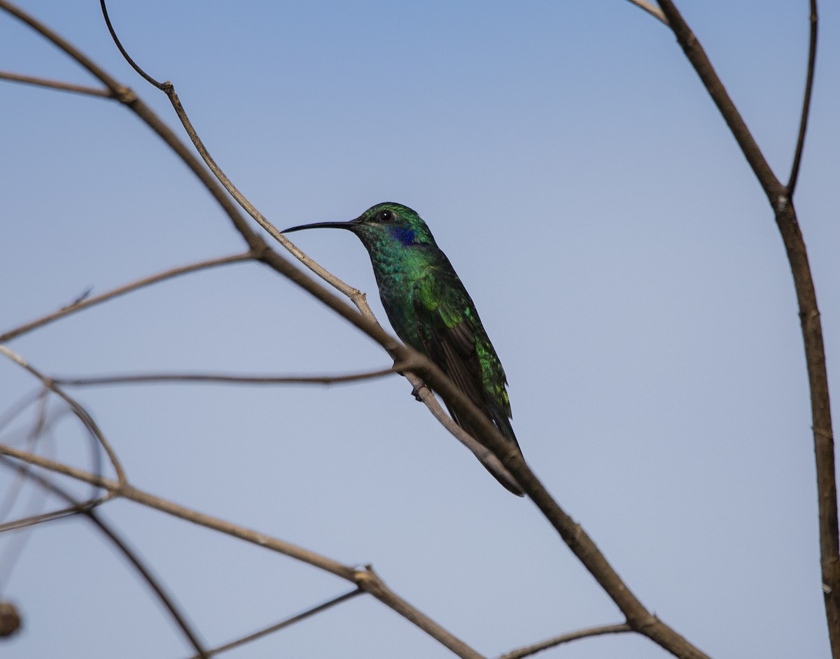 eBird Checklist - 4 Feb 2025 - Cuchilla de San Lorenzo--Torres - 13 ...
