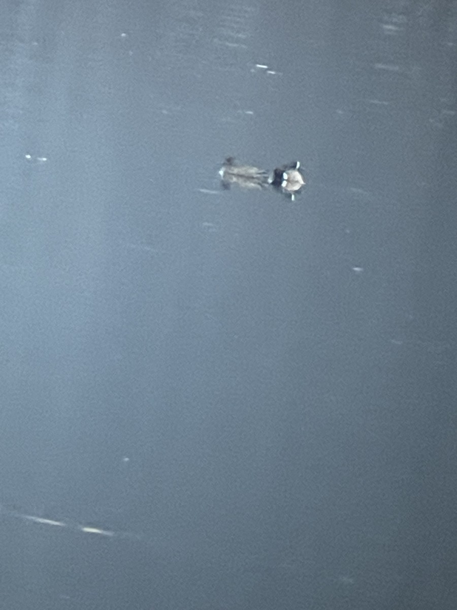 Pennsylvania Bird Atlas Checklist - 17 Mar 2025 - Springton Reservoir (restricted access) - 8 ...