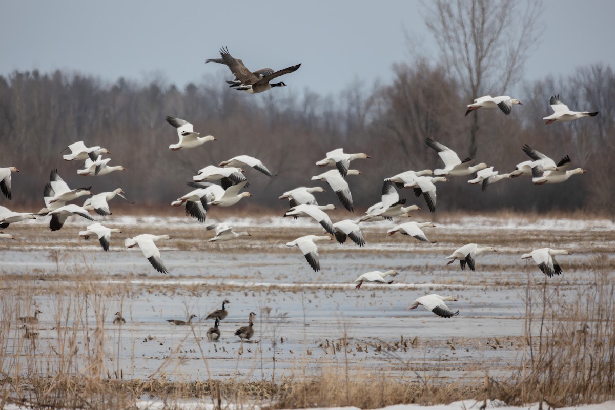 eBird Checklist - 16 Mar 2025 - 5565 Third Line Road, Ottawa, Ontario ...