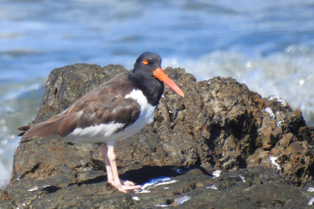 eBird Checklist - 17 Mar 2025 - Punta Colorada, Playa Brava - 35 species