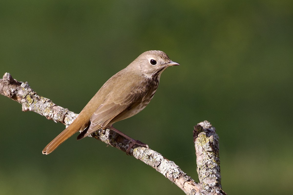 ML632263931 - Hermit Thrush - Macaulay Library