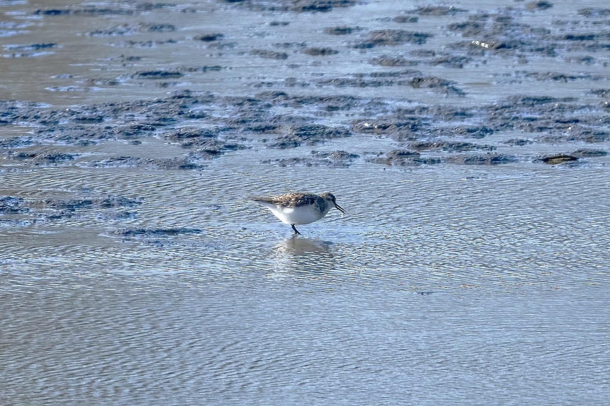eBird Checklist - 17 Mar 2025 - Bluestem Lake SRA - 12 species (+1 ...