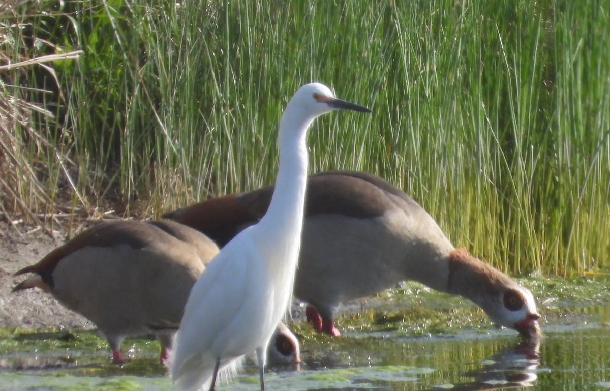 eBird Checklist - 17 Mar 2025 - Comal Co.--Wald at Solms rd. pond - 18 ...