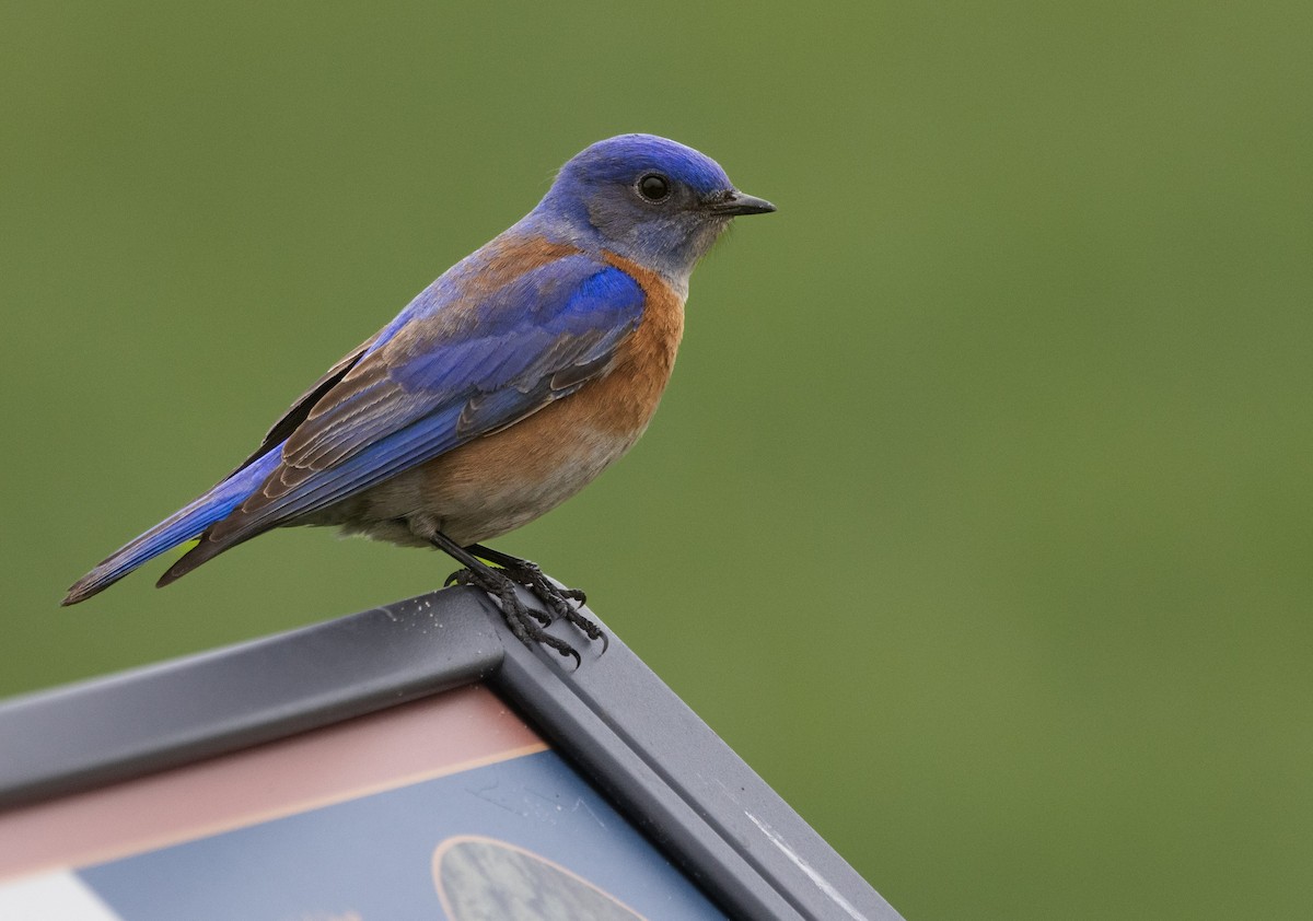 ML632270529 - Western Bluebird - Macaulay Library