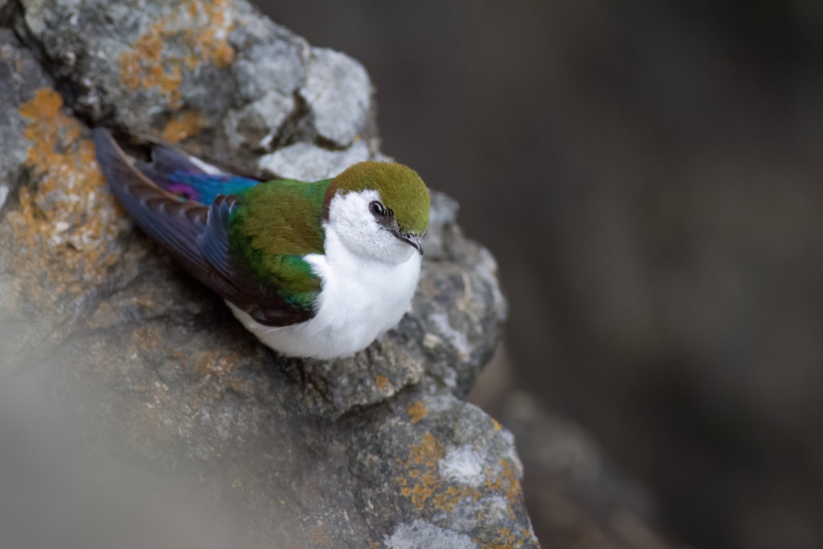 ML632272562 - Violet-green Swallow - Macaulay Library