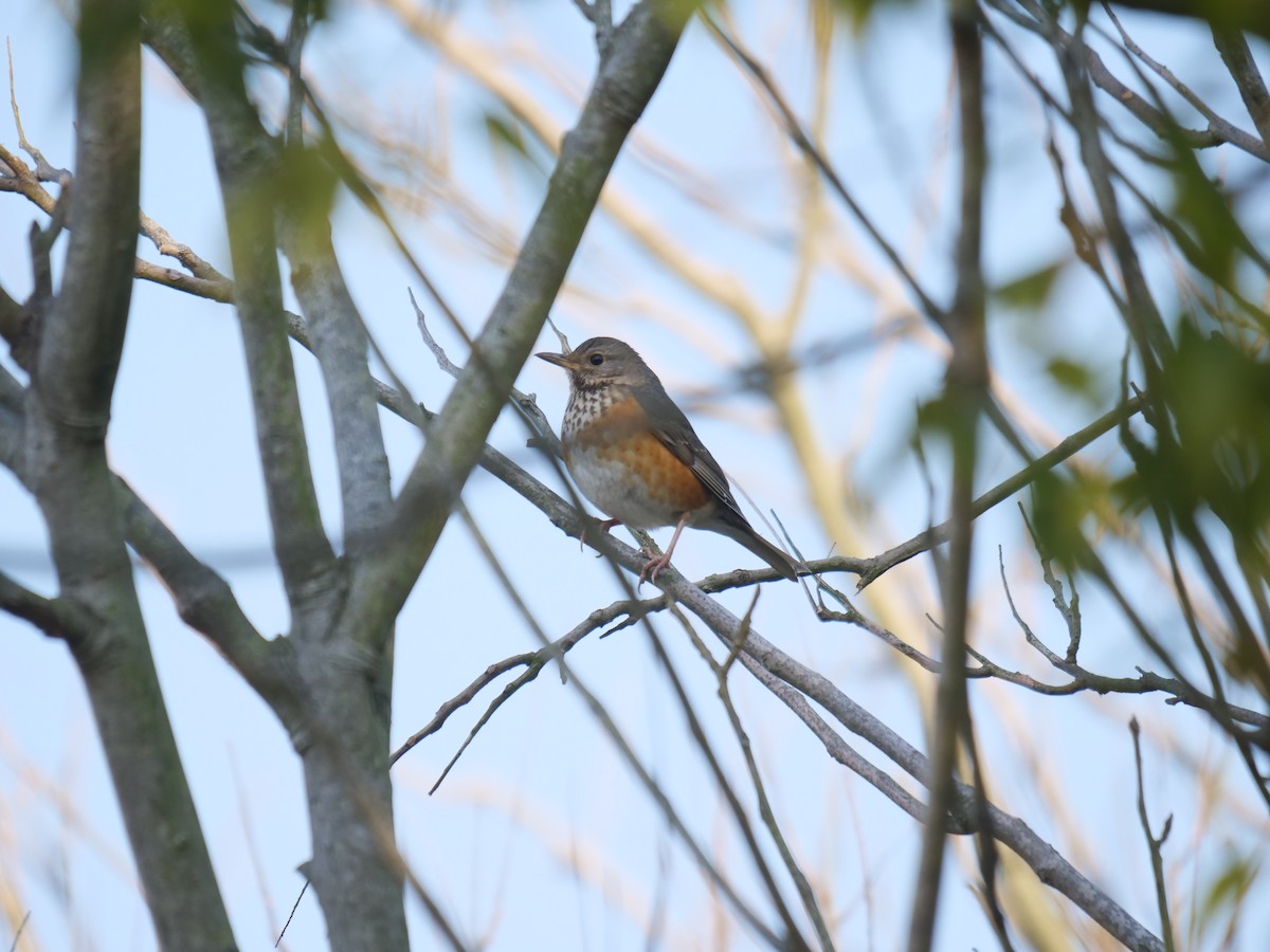 ML632280295 - Gray-backed Thrush - Macaulay Library