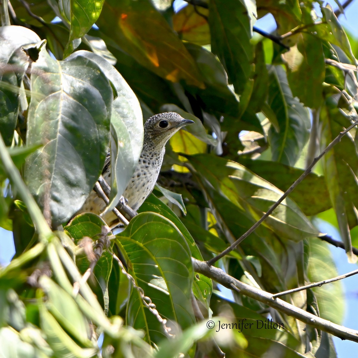 ML632280692 - Turquoise Cotinga - Macaulay Library