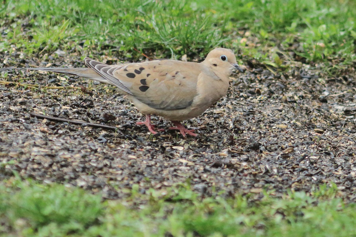 eBird Checklist - 12 Mar 2025 - Richmond Nature Park - 14 species (+1 ...