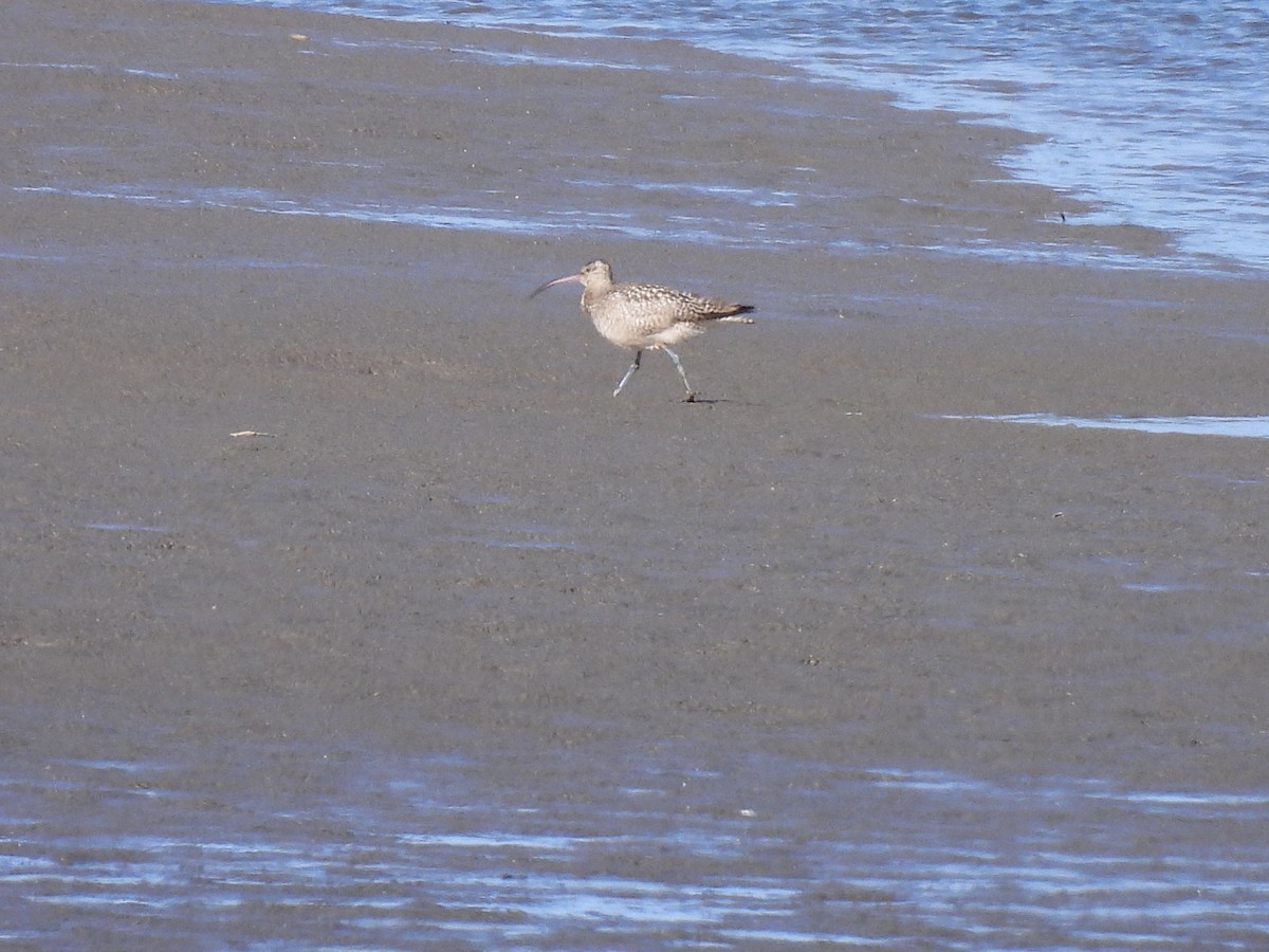 eBird Checklist - 17 Mar 2025 - Tokeland--marina - 23 species