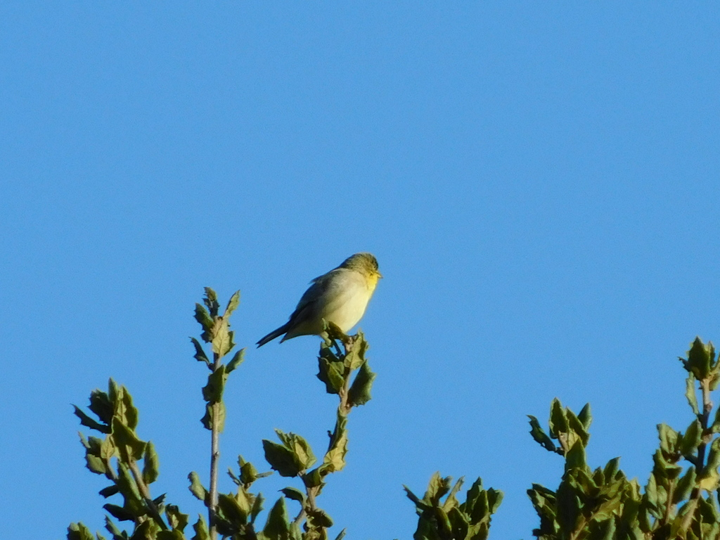ML632286575 - Lesser Goldfinch - Macaulay Library