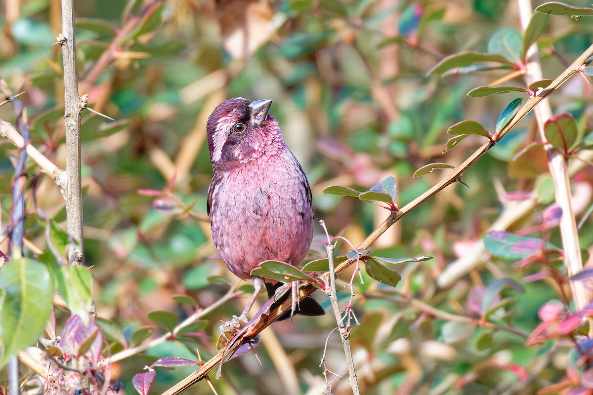 ML632291321 - Spot-winged Rosefinch - Macaulay Library