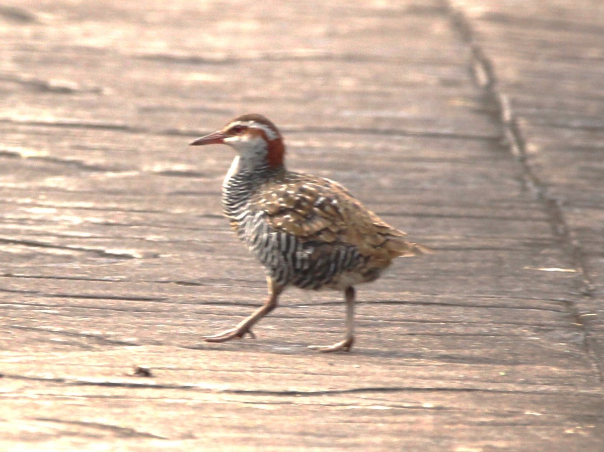 ML632292050 - Buff-banded Rail - Macaulay Library