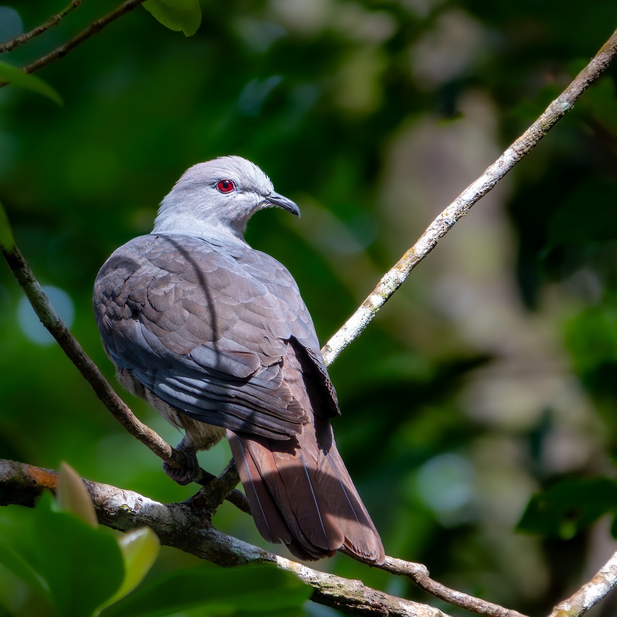 eBird Checklist - 17 Mar 2025 - Colo-I-Suva Forest Park - 19 species