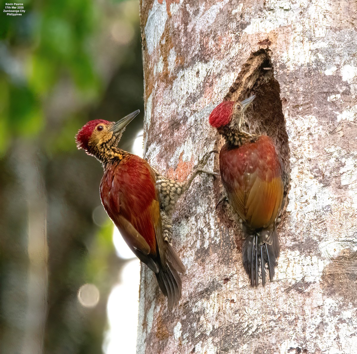 ML632295135 - Buff-spotted Flameback - Macaulay Library