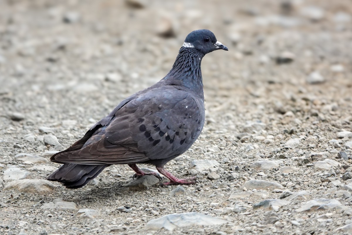 ML632295795 - White-collared Pigeon - Macaulay Library