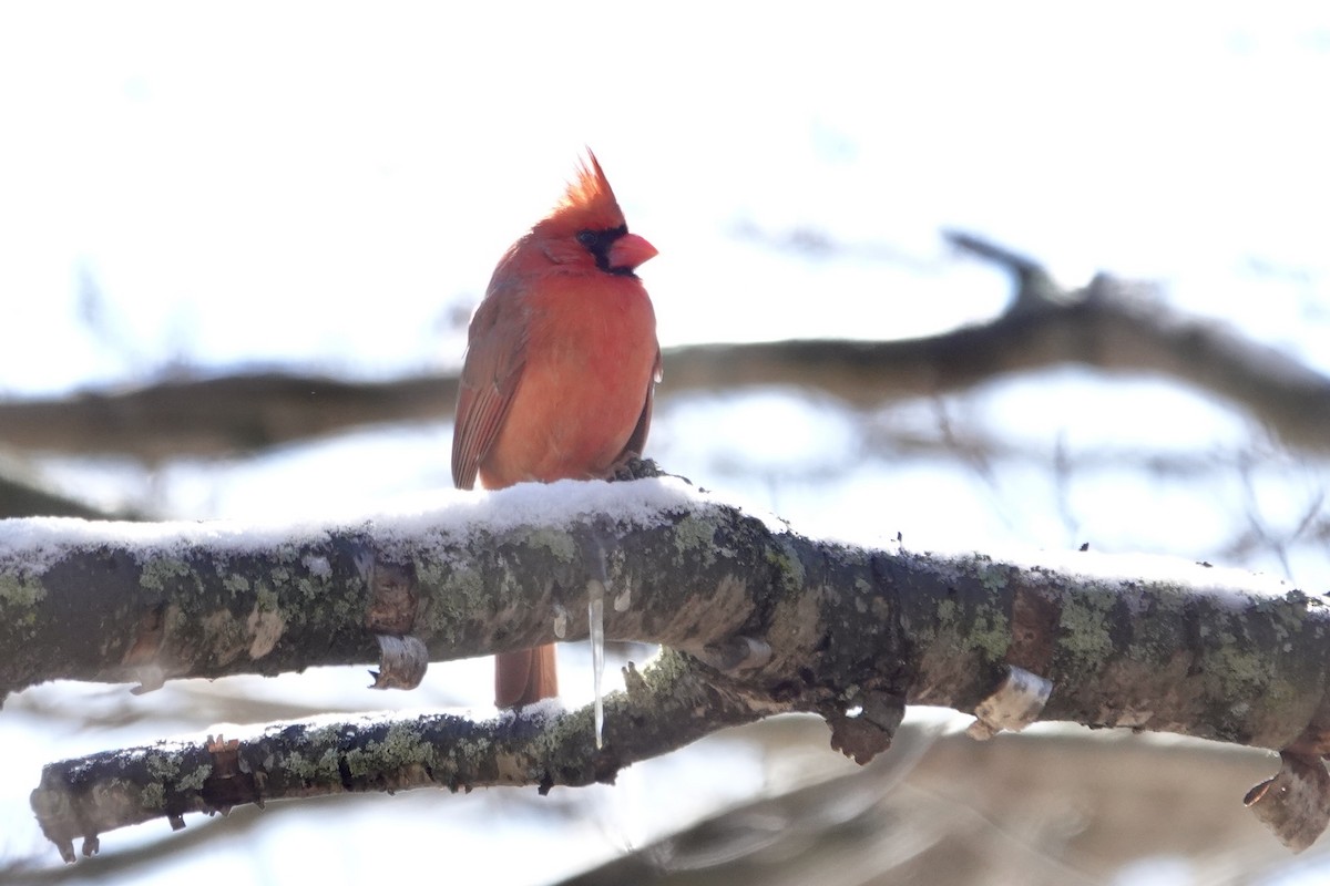 ML632296005 - Northern Cardinal - Macaulay Library
