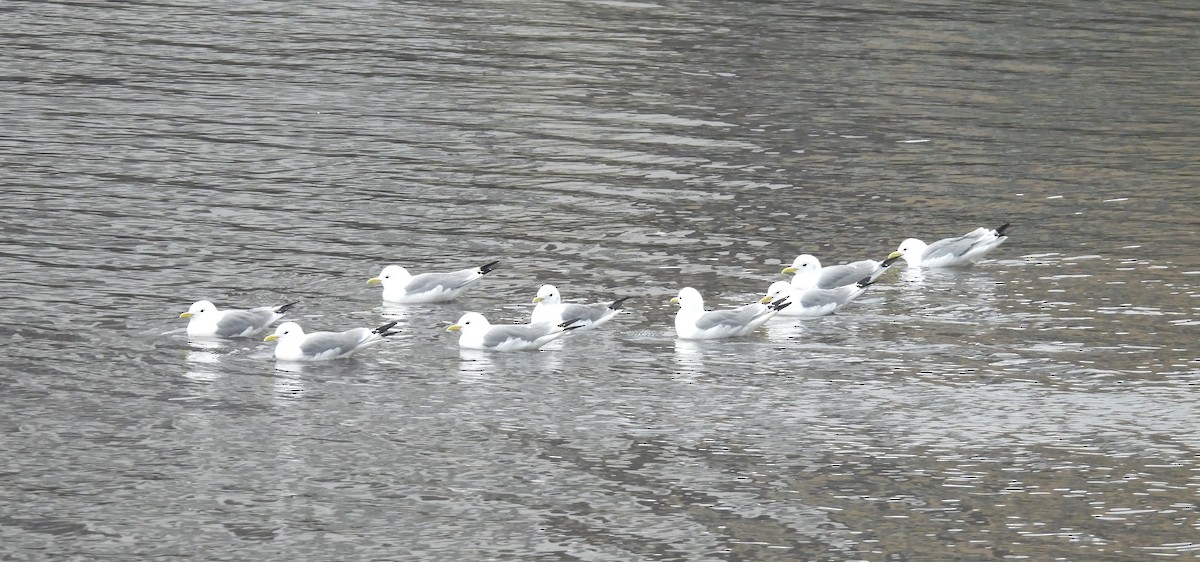 eBird Checklist - 10 Mar 2025 - Newcastle Quayside - 5 species