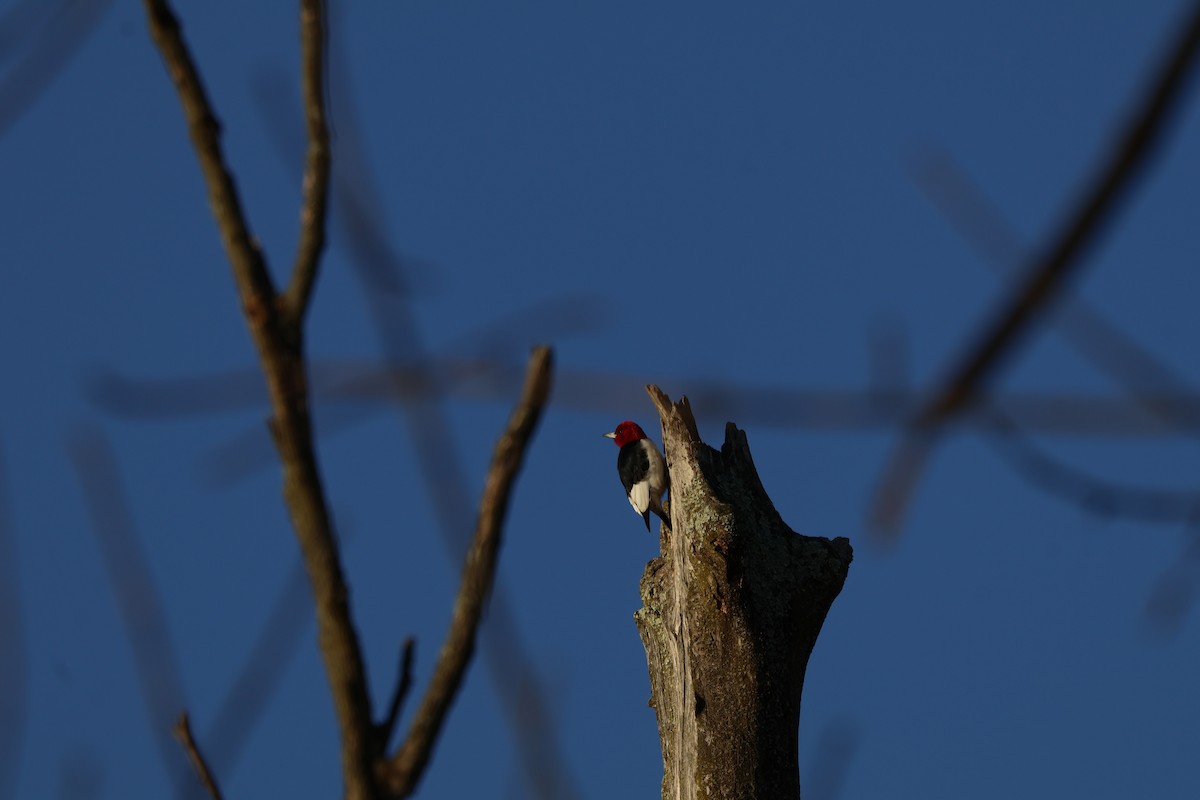 Pennsylvania Bird Atlas Checklist - 18 Mar 2025 - Old Swamp Rd ...