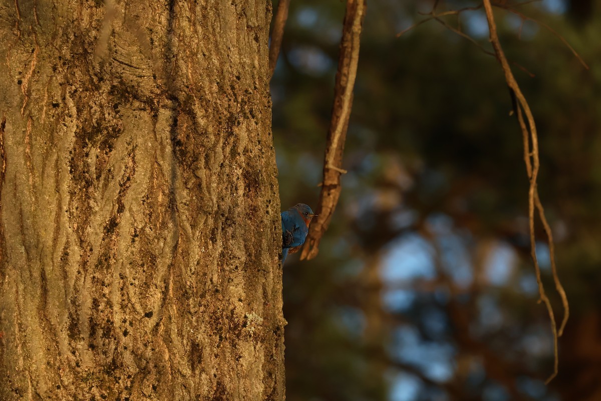 Pennsylvania Bird Atlas Checklist - 18 Mar 2025 - Montour Preserve - 18 species