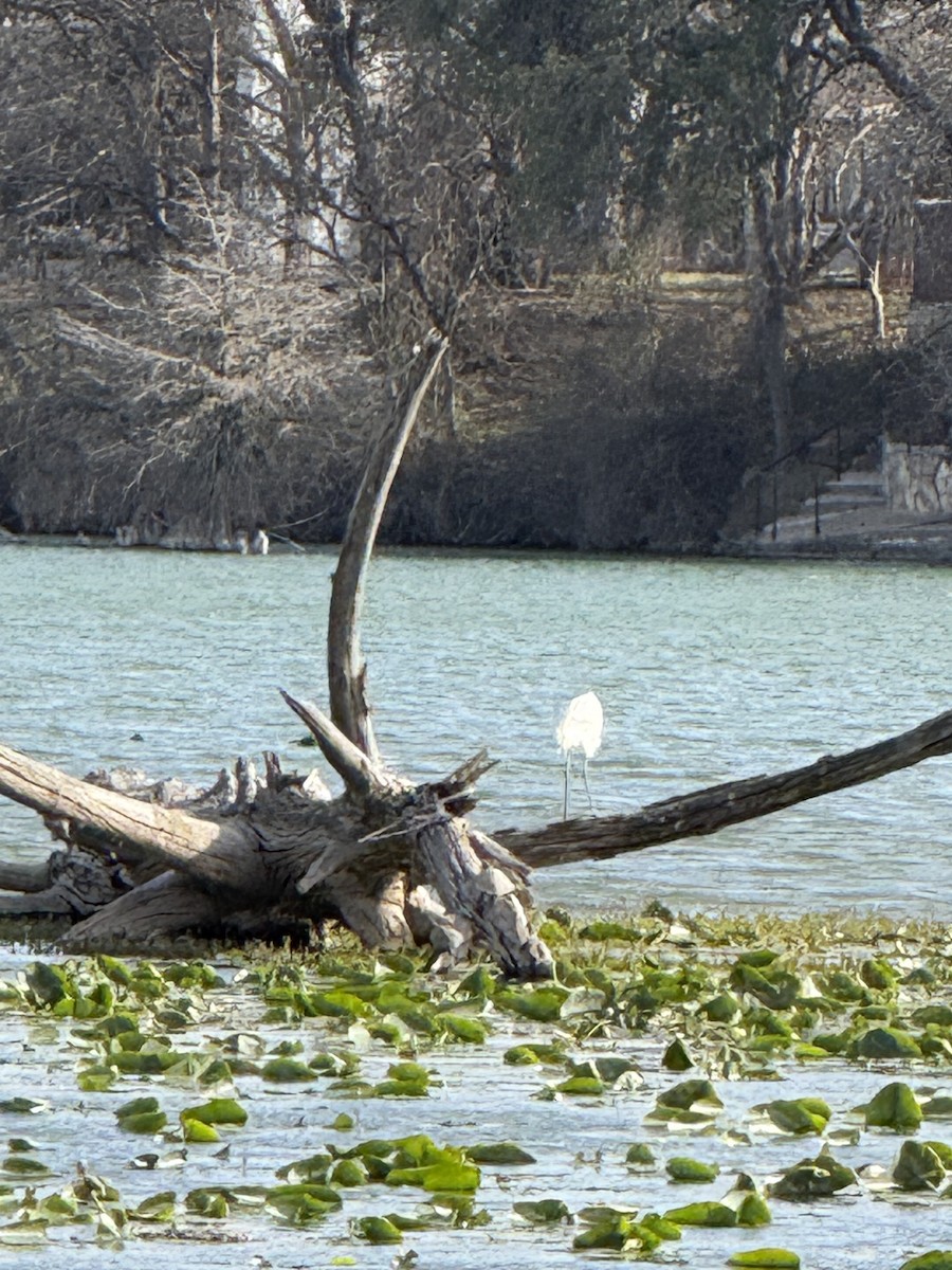 eBird Checklist - 17 Mar 2025 - Kerrville--Flat Rock Lake (HOTW077) - 5 ...