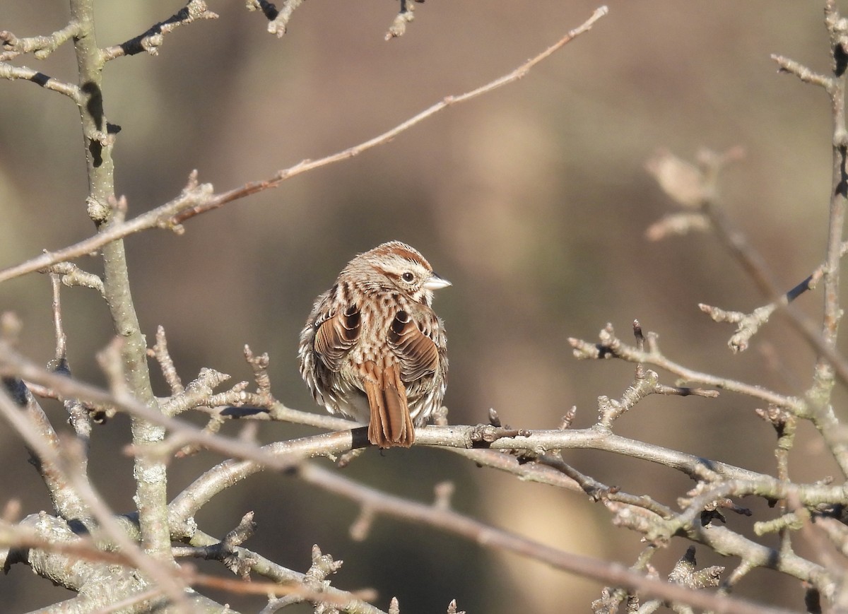 Pennsylvania Bird Atlas Checklist - 18 Mar 2025 - Broadhead Pond ...