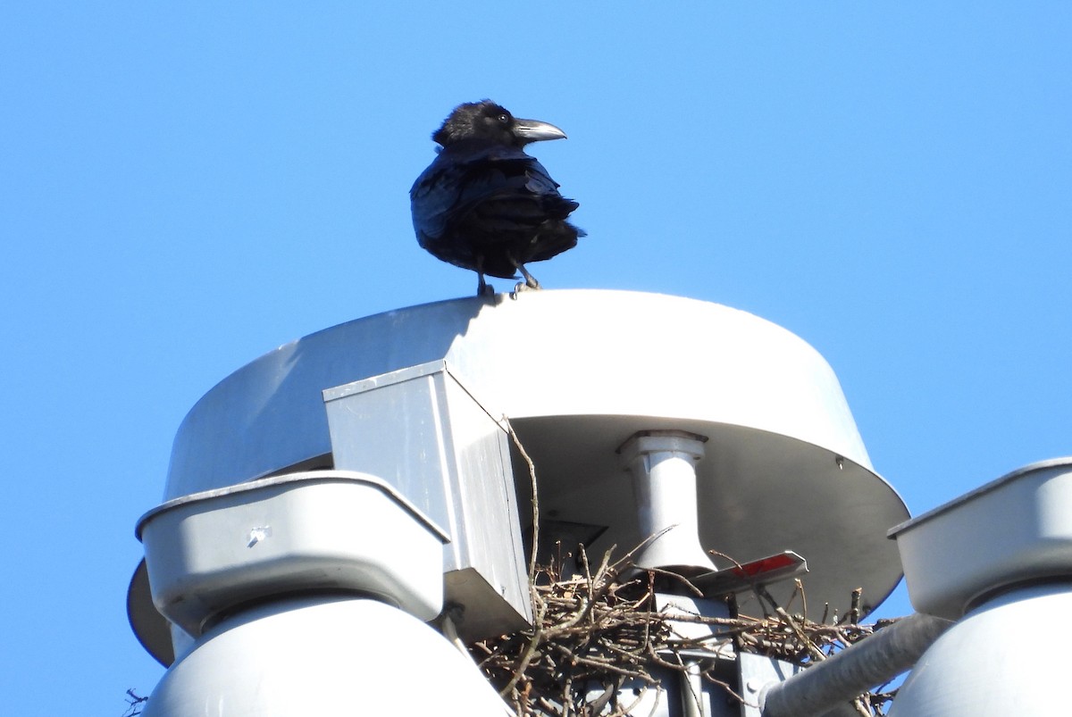 eBird Checklist - 18 Mar 2025 - 3100 Fairview Park Pwy Raven Nest site ...