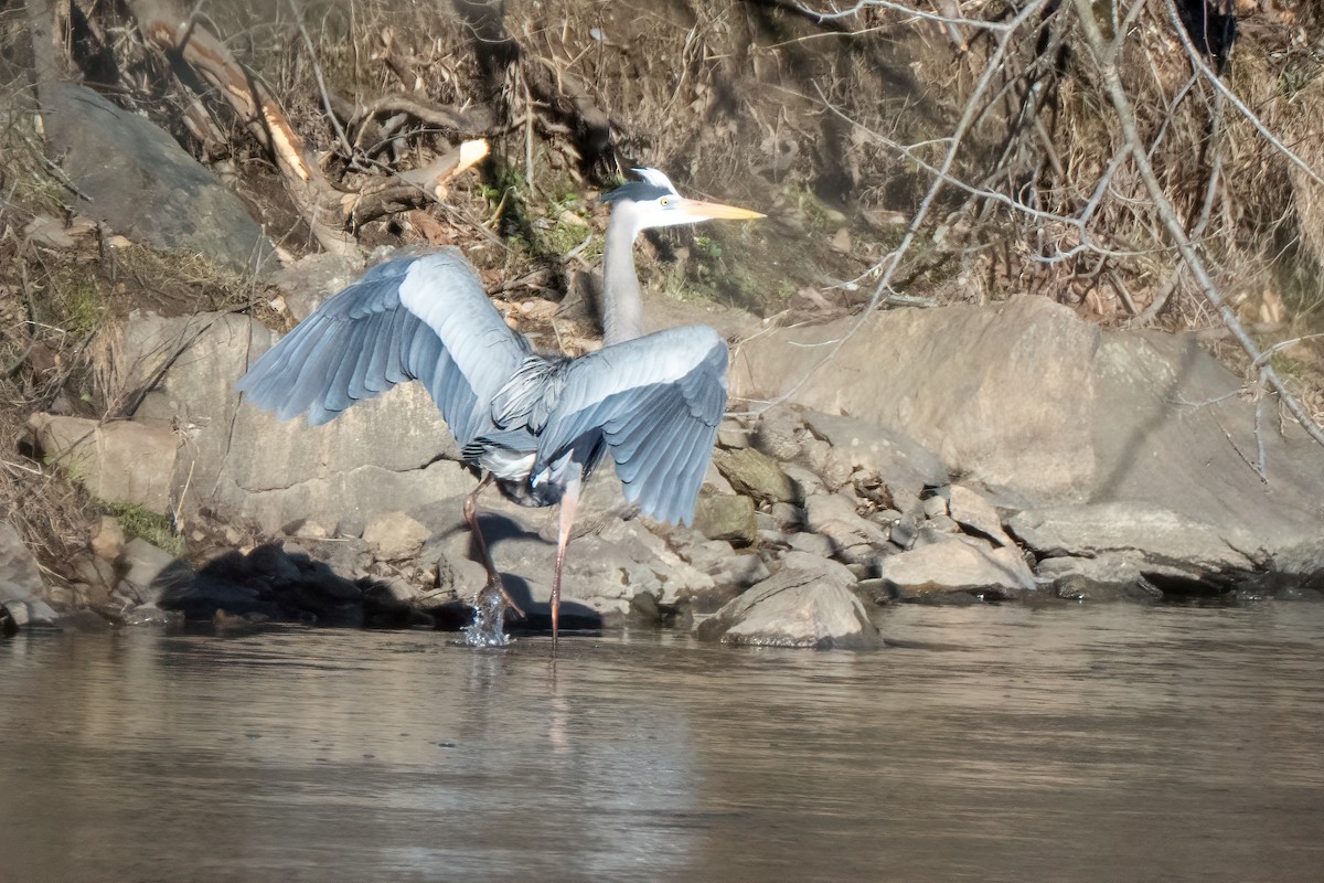 eBird Checklist - 18 Mar 2025 - Shaw's Bridge Park - 30 species