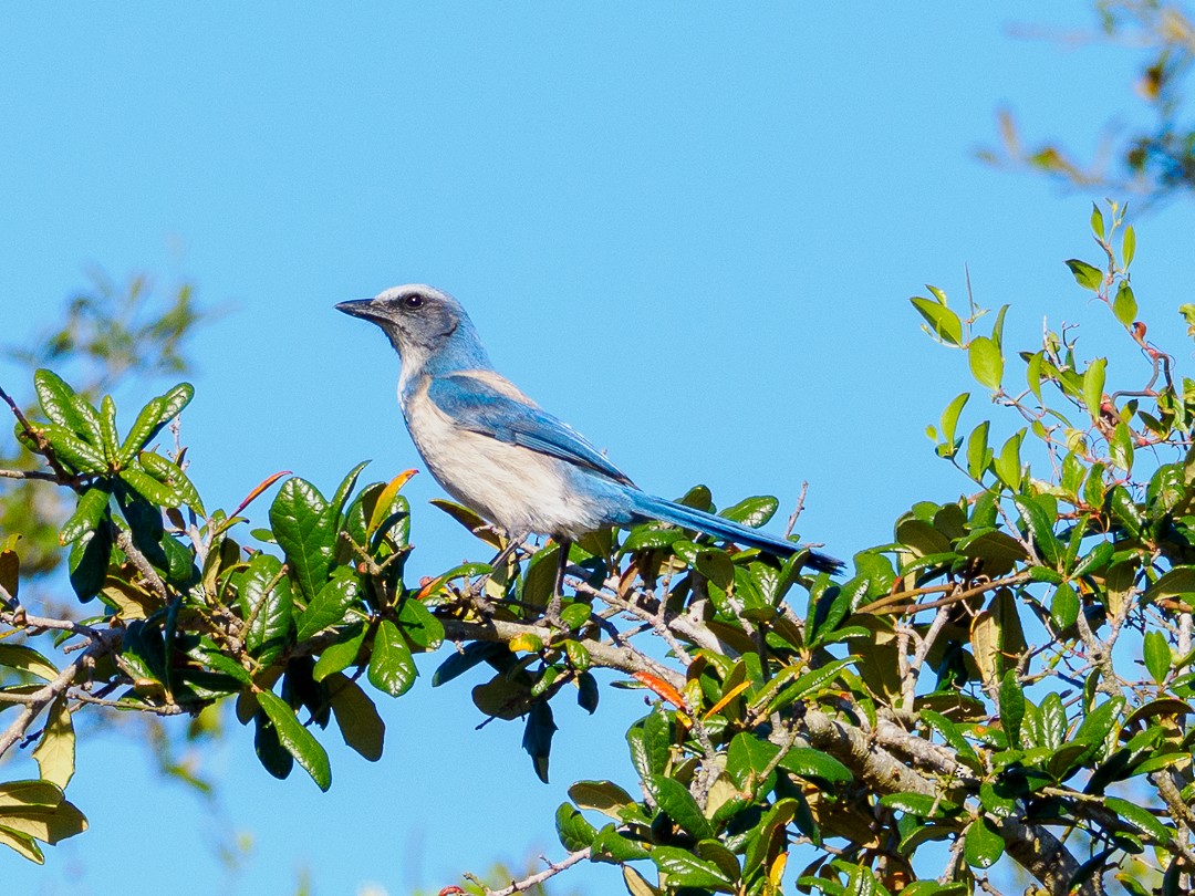 ML632309375 - Florida Scrub-Jay - Macaulay Library
