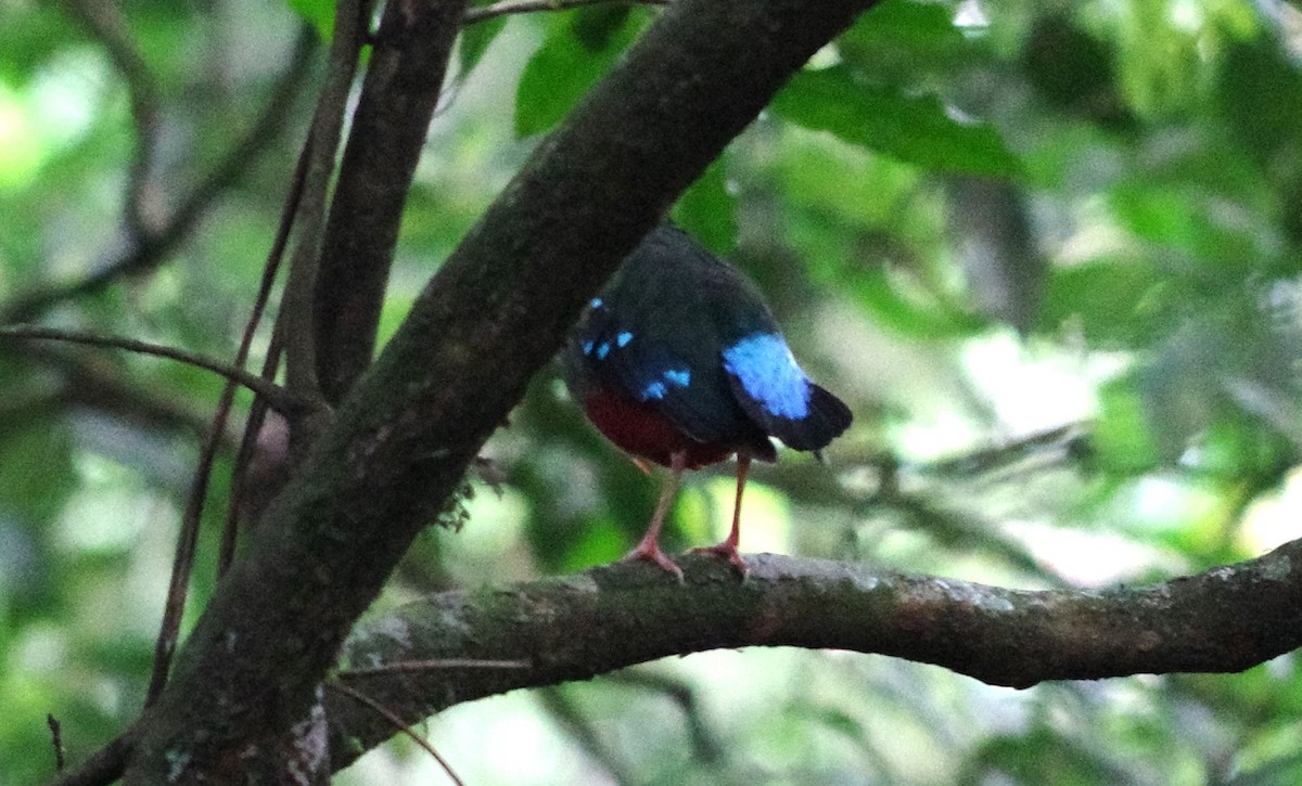 eBird Checklist - 25 Feb 2025 - Green-breasted Pitta stakeout, Kibale ...