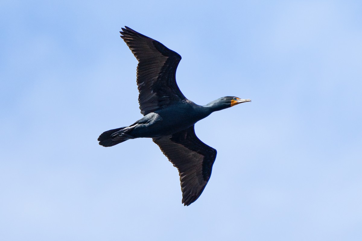 eBird Checklist - 18 Mar 2025 - Sparkle Lake Conservation Area - 35 species