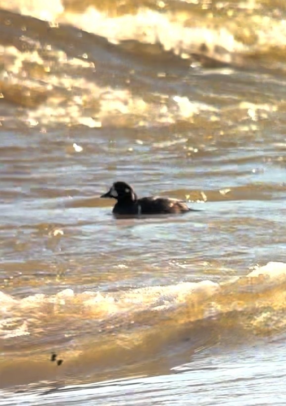 Pennsylvania Bird Atlas Checklist - 18 Mar 2025 - 900–978 River Rd ...