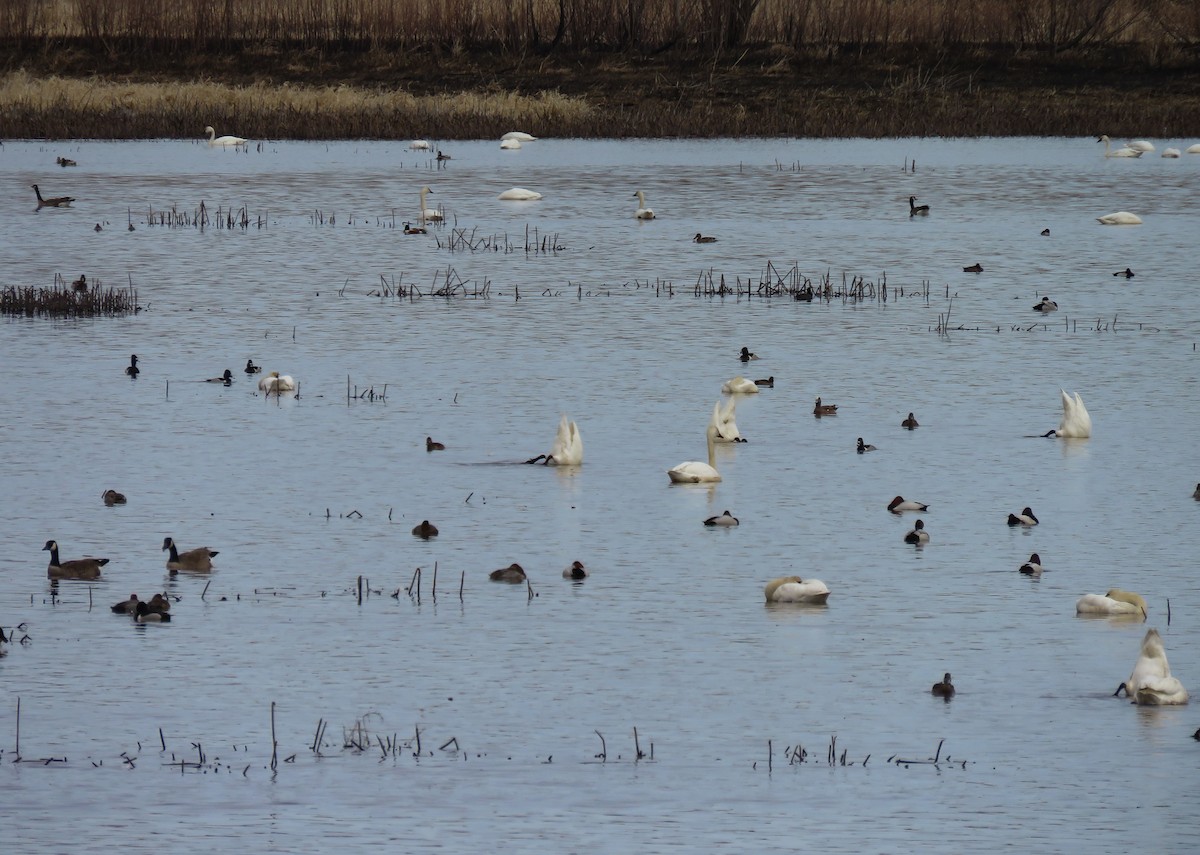 eBird Checklist - 18 Mar 2025 - Goose Pond - 12 species