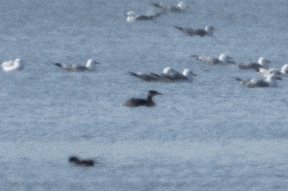 eBird Checklist - 18 Mar 2025 - Capitol Beach Lake - 27 species