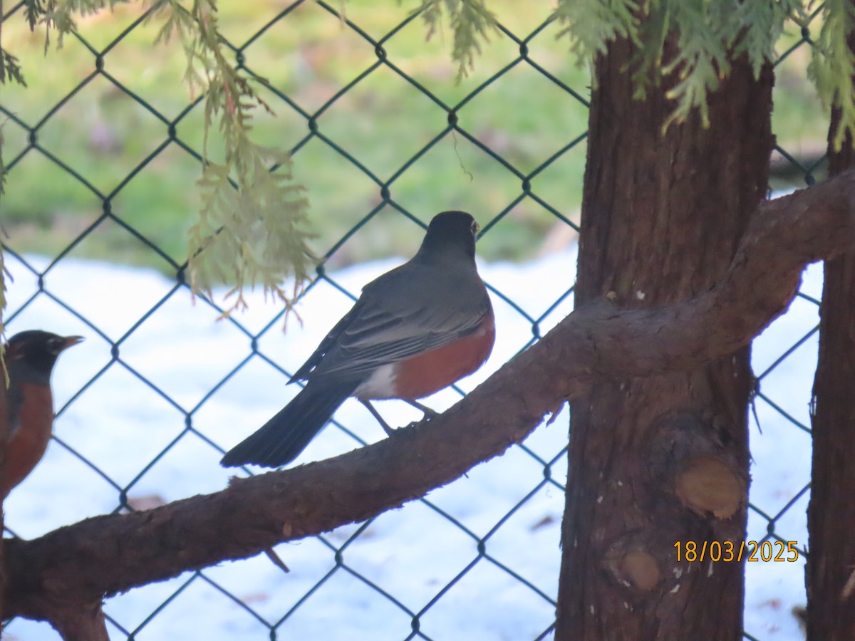 eBird Checklist - 18 Mar 2025 - Chez Nous Et Alentour - 12 species