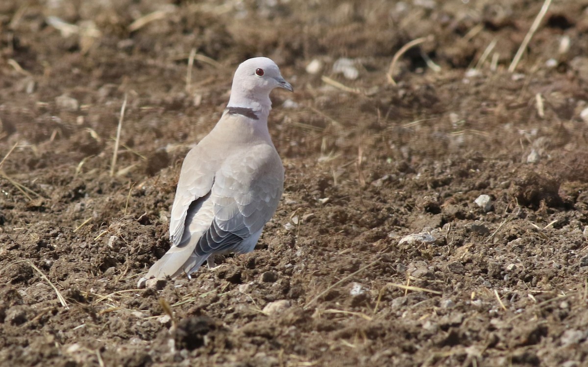 eBird Checklist - 18 Mar 2025 - Parkes Kinner Rd (2) - 1 species
