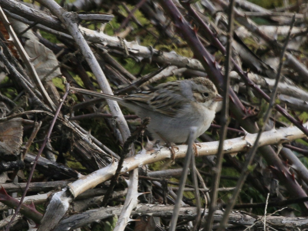 eBird Checklist - 18 Mar 2025 - Sauvie Island--Rentenaar Rd. - 17 species