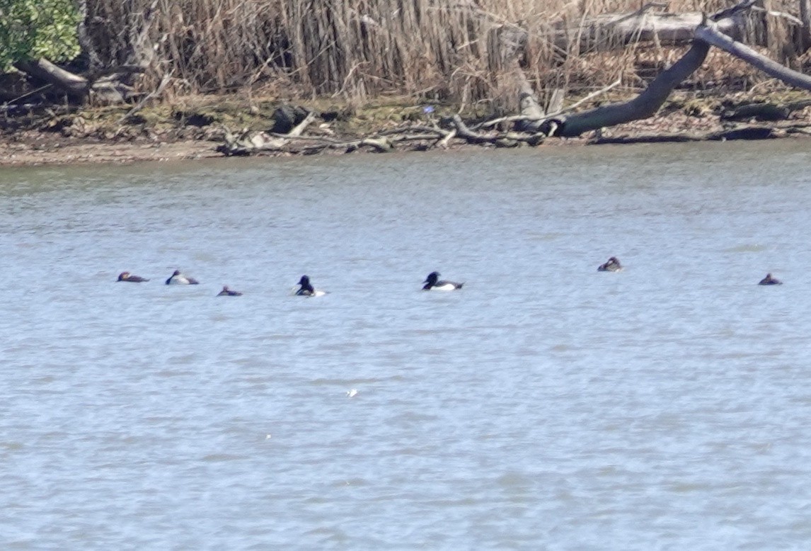 eBird Checklist - 18 Mar 2025 - Todd's Inheritance Historic Site ...