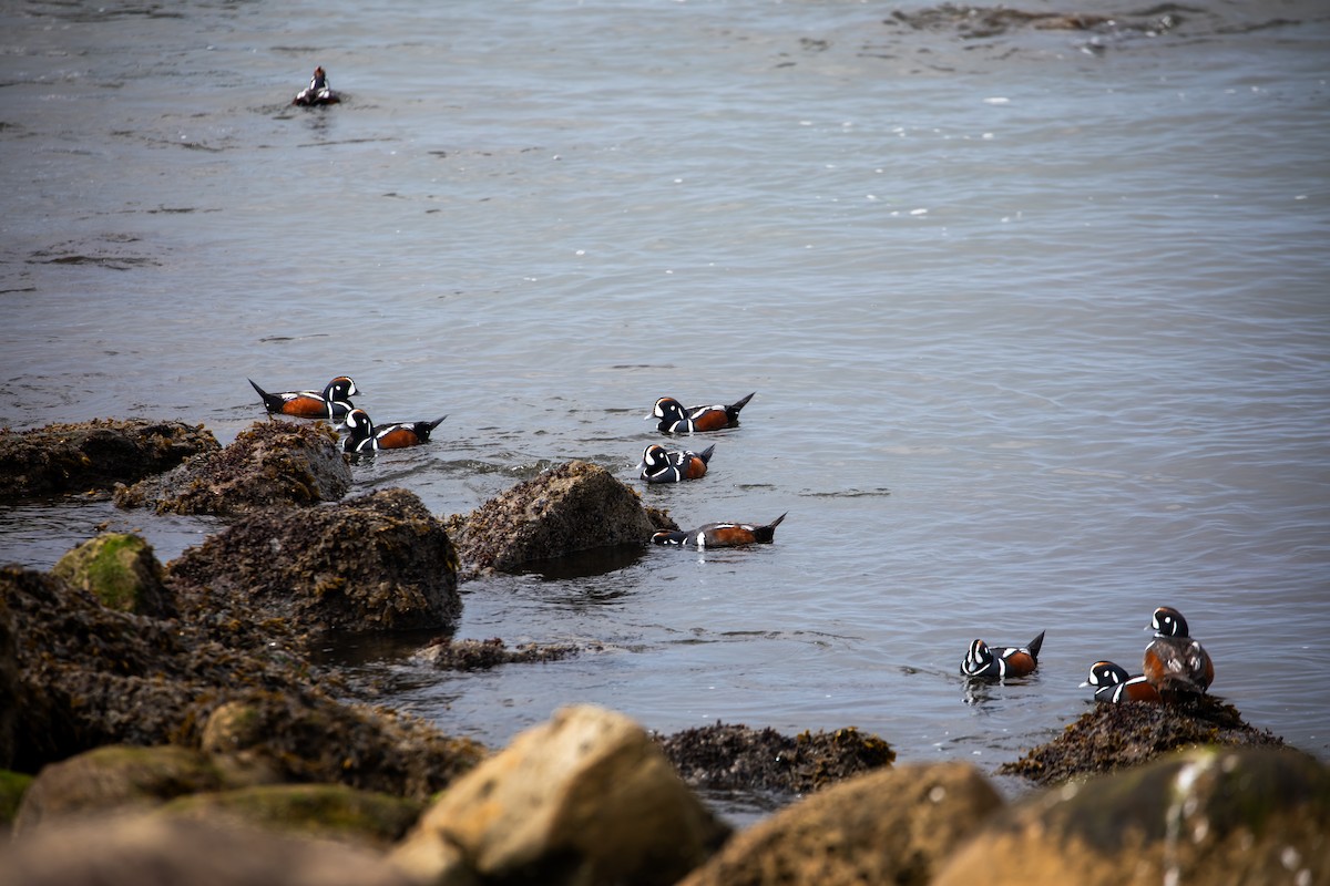 eBird Checklist - 18 Mar 2025 - Yaquina River--SW Jetty Way - 3 species ...