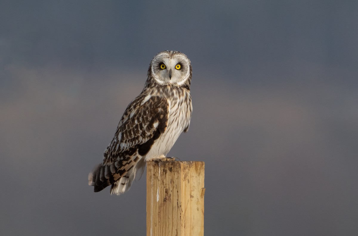ML632327508 - Short-eared Owl - Macaulay Library