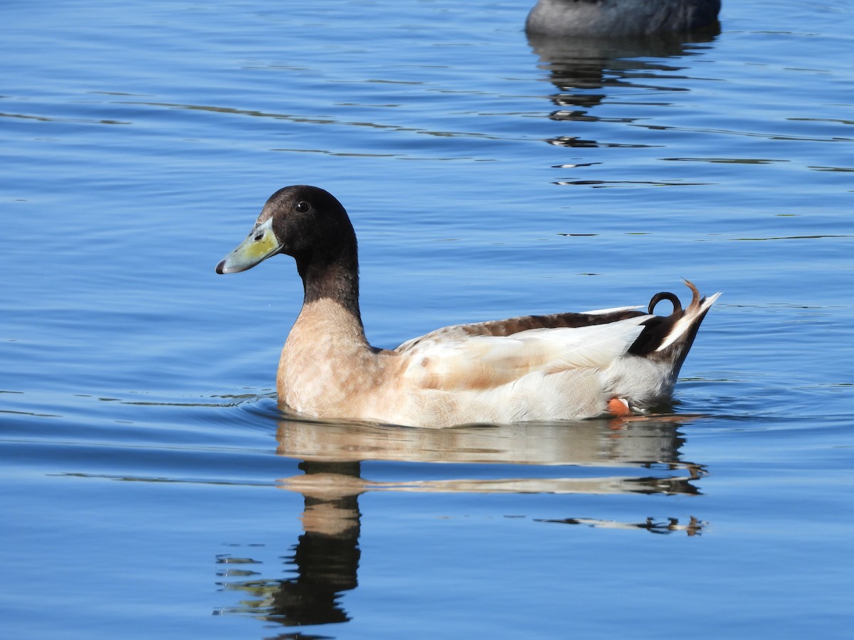 eBird Checklist - 18 Mar 2025 - Frank G. Bonelli RP/Puddingstone ...