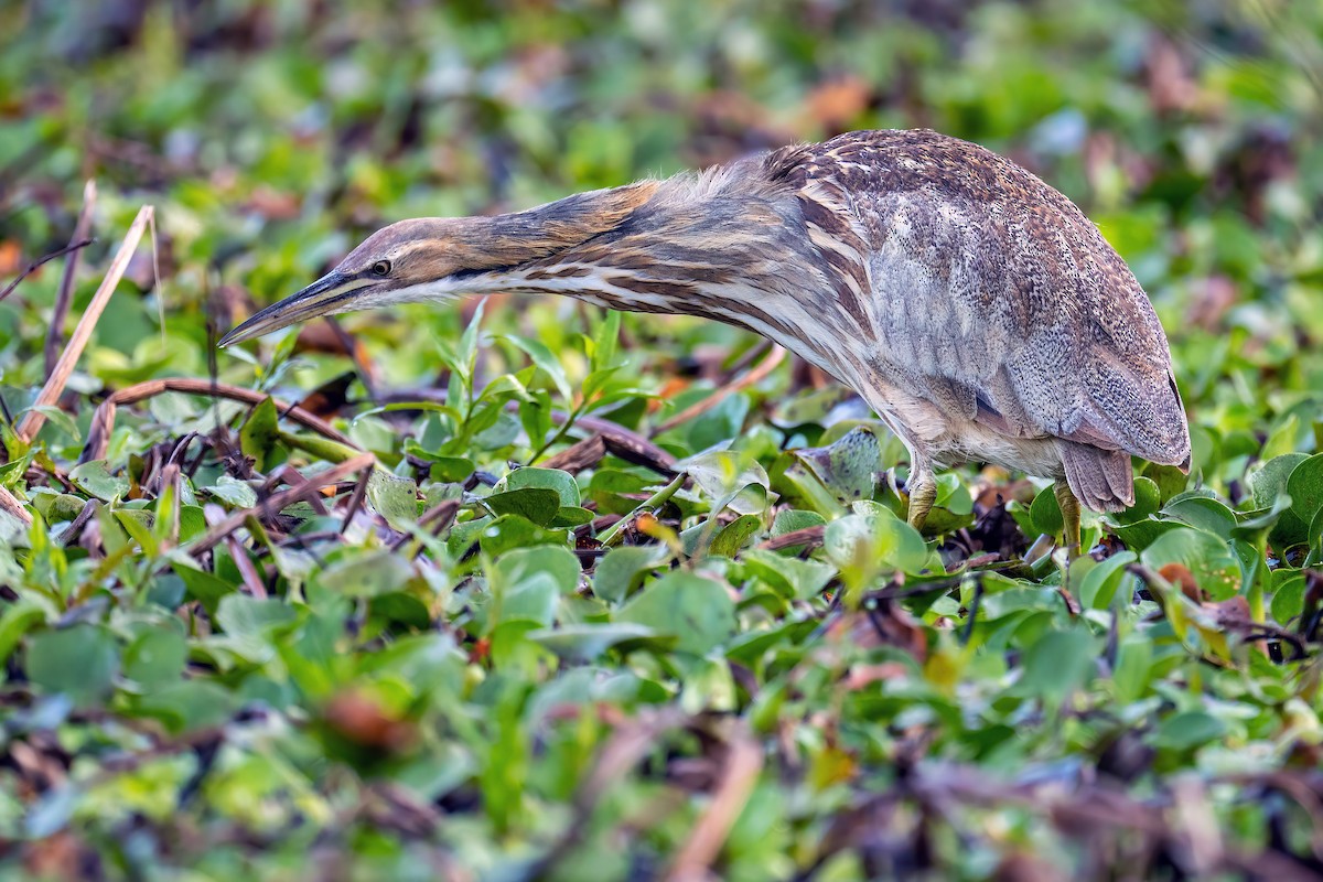 ML632331995 - American Bittern - Macaulay Library